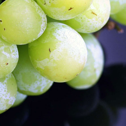 Jupiter – Fruits to the Roots